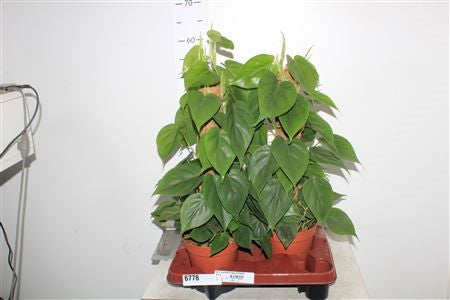 PHILODENDRON SCANDENS – Woodsy Garden 源林