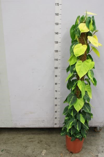 PHILODENDRON SCANDENS BRASIL – Woodsy Garden 源林